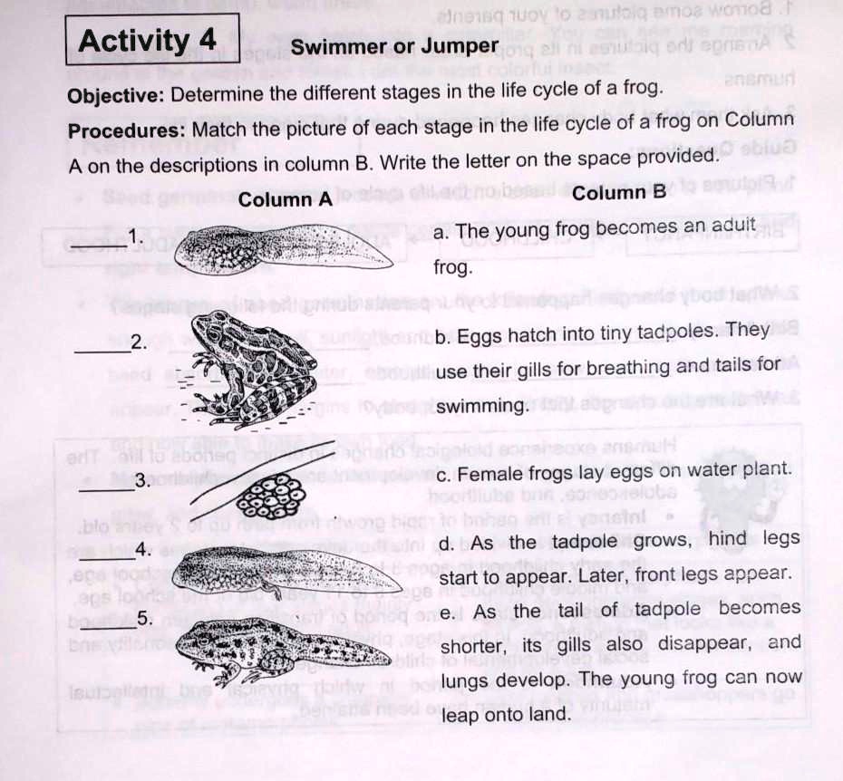 Activity 4 Swimmer or Jumper Objective: Determine the different stages ...