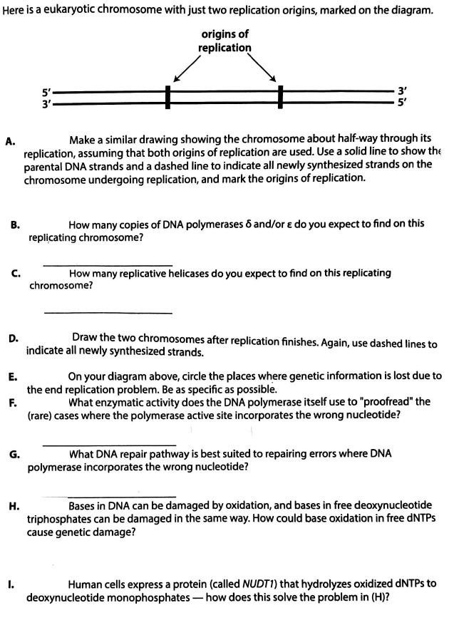 Here Is A Eukaryotic Chromosome With Just Two Replication Origins Marked On The Diagram