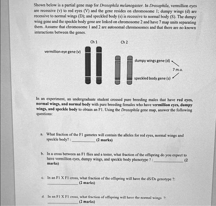 SOLVED: Shown below is a partial gene map for Drosophila melanogaster ...