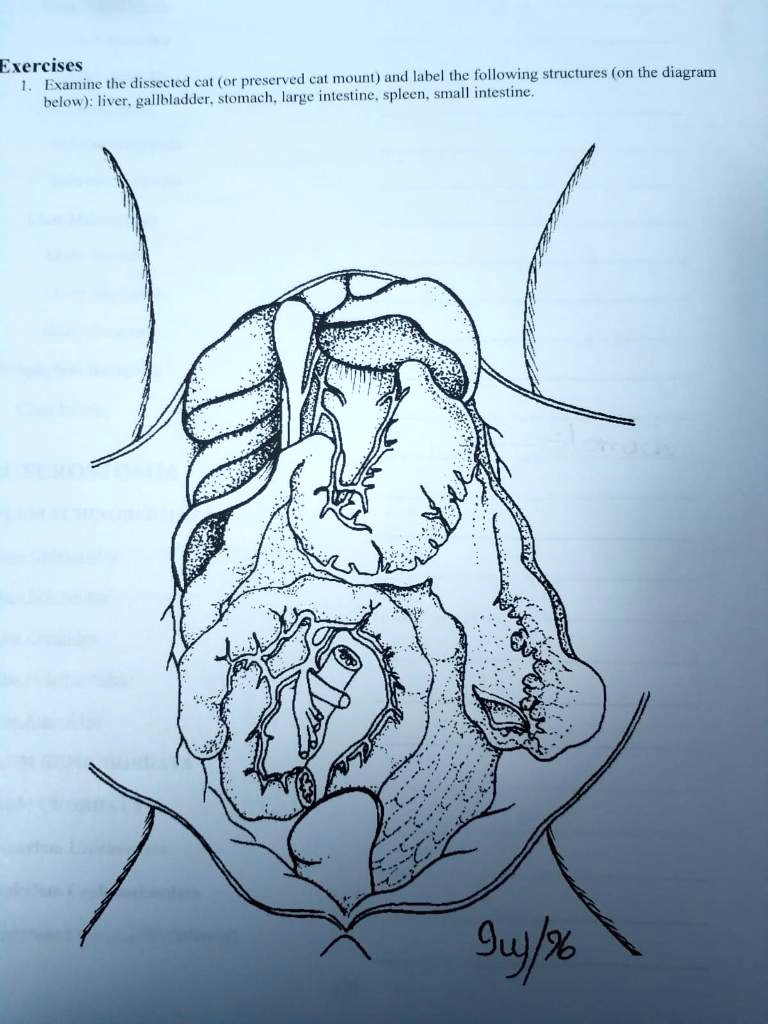 Examine the dissected cat and label the following structures (on the ... Examine the dissected cat and label the following structures (on the ...