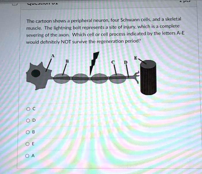 The cartoon shows a peripheral neuron, four Schwann cells, and a ...