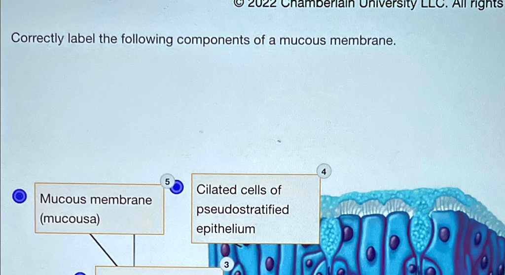 Correctly label the following components of a mucous membrane: - Goblet cells - Ciliated cells ...