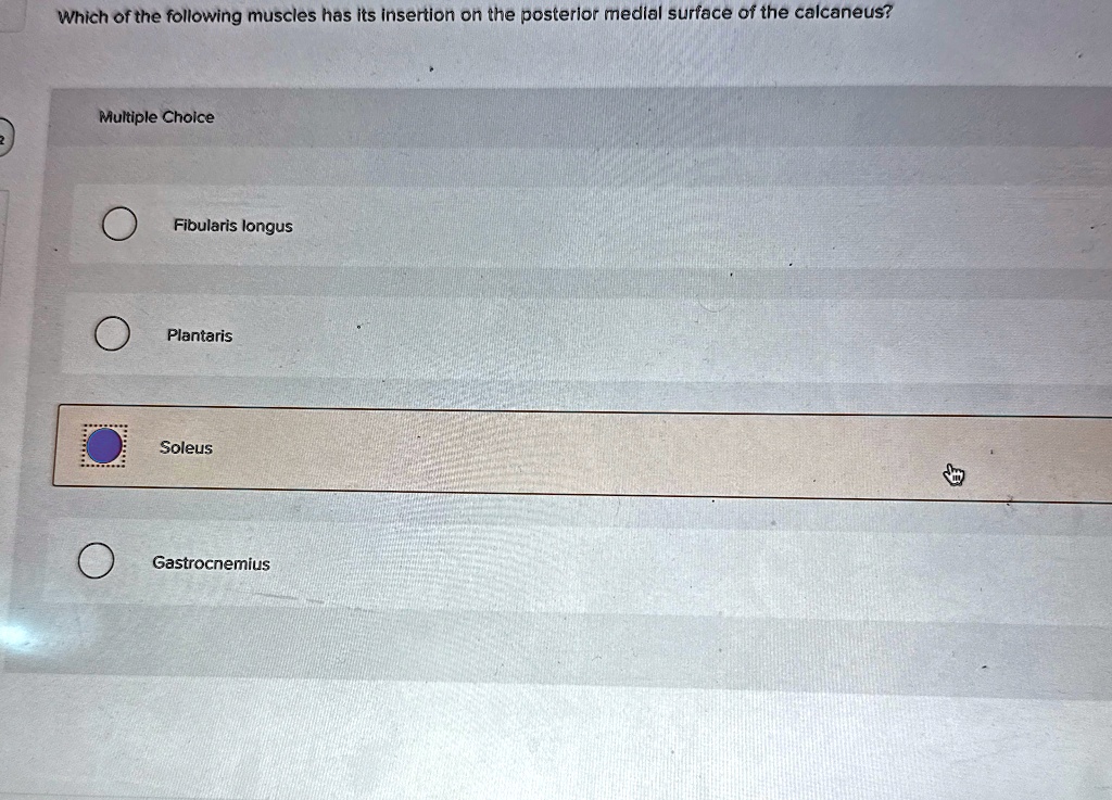 which of the following muscles has its insertion on the posterior ...