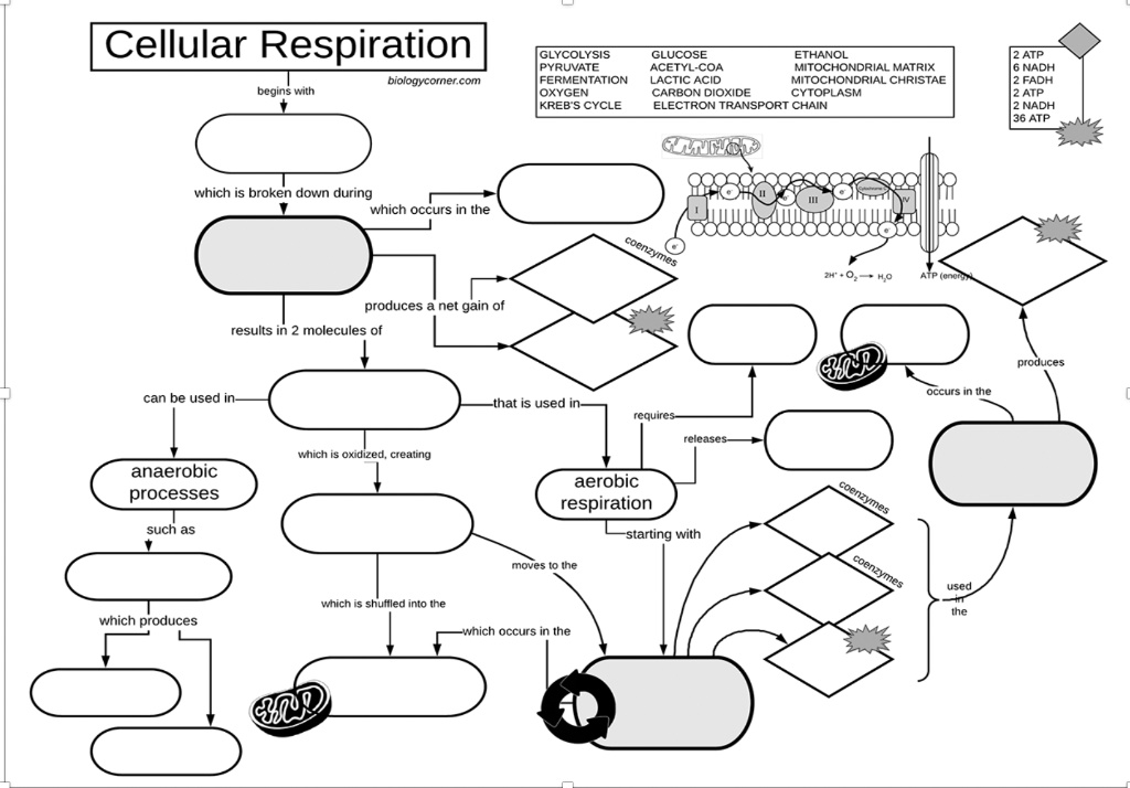 SOLVED: Cellular Respiration piplogycorercom begins with GLYCOLYSIS ...