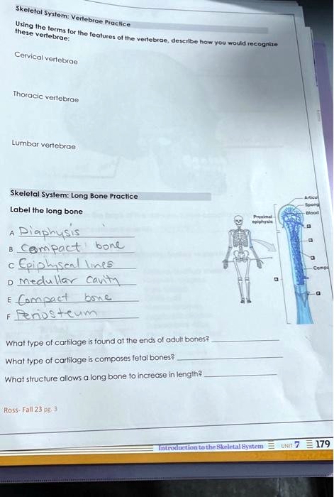 SOLVED: Texts: Skeletal System: Vertebrae Practice these vertebrae ...
