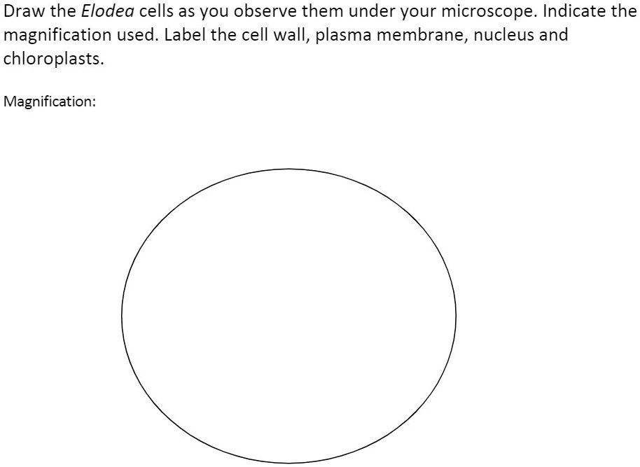 Draw the Elodea cells as you observe them under your microscope ...