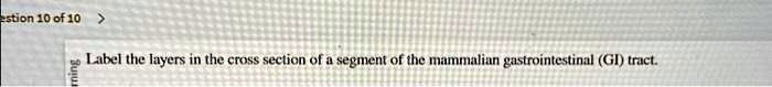 label the layers in the cross section of a segment of the mammalian ...