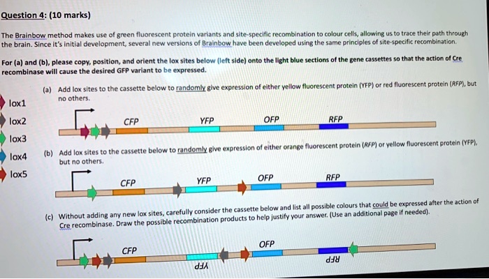 SOLVED:Question 4: (10 marks) The Brainbow method makes green ...