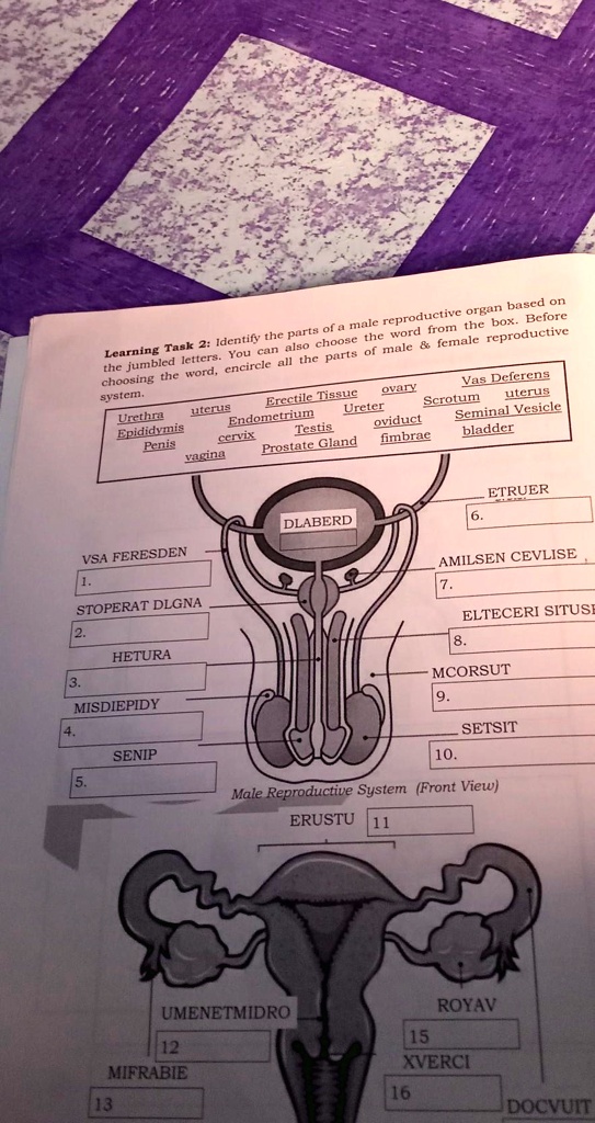 SOLVED: Learning Task 2: Identify the parts of a male reproductive ...
