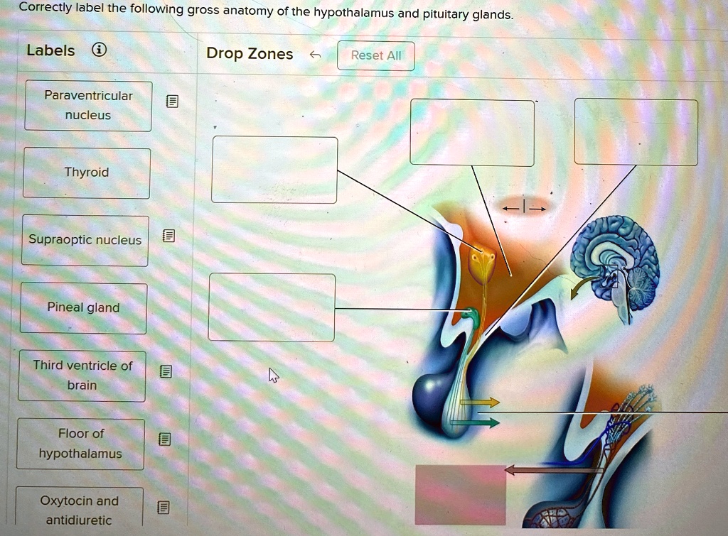 correctly label the following gross anatomy of the hypothalamus and ...