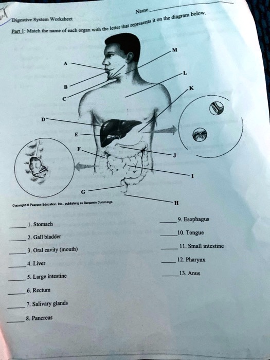 diseram belox resrnd on tbe digcstive syatem wodksbcct pan match t ama ...