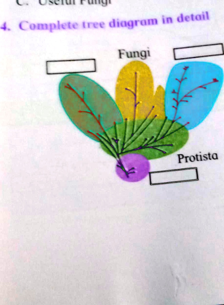 'complete the tree diagram in detail CCCT Anc 4a Complete tree diagram ...