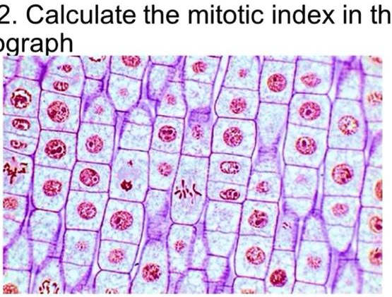 SOLVED:2. Calculate the mitotic index in th graph