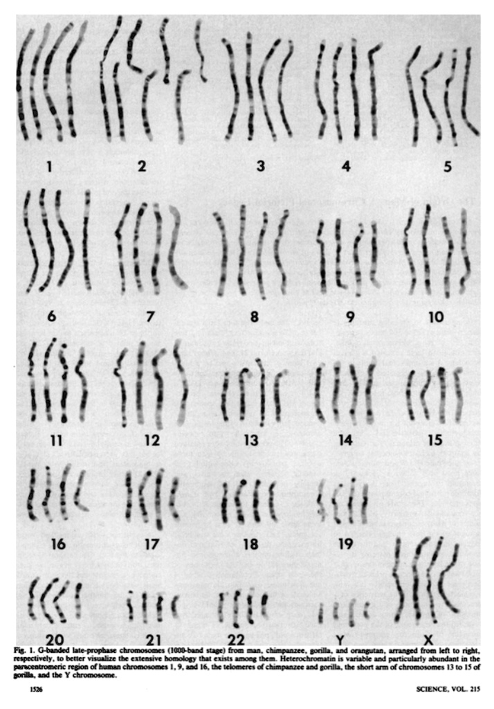 SOLVED: Texts: Given this image, what is the most parsimonious ...