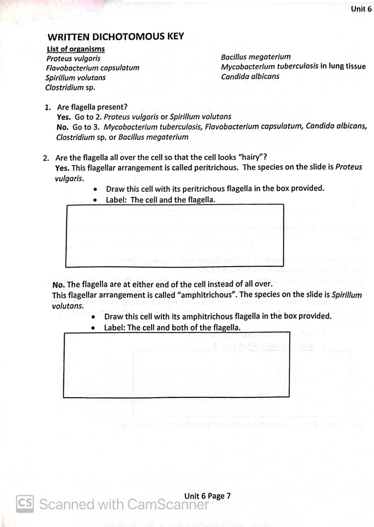 Unit 6 WRITTEN DICHOTOMOUS KEY List of organisms Proteus vulgaris ...