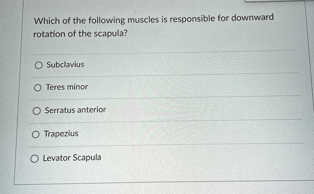which of the following muscles is responsible for downward rotation of ...