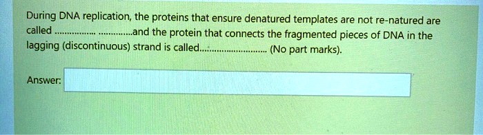 SOLVED: During DNA replication; the proteins that ensure denatured ...