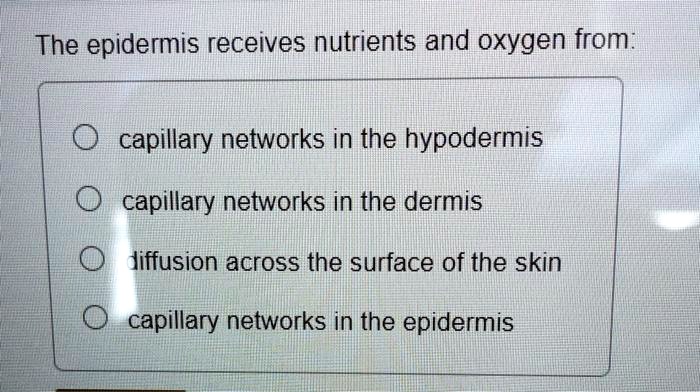 SOLVED: The epidermis receives nutrients and oxygen from capillary ...
