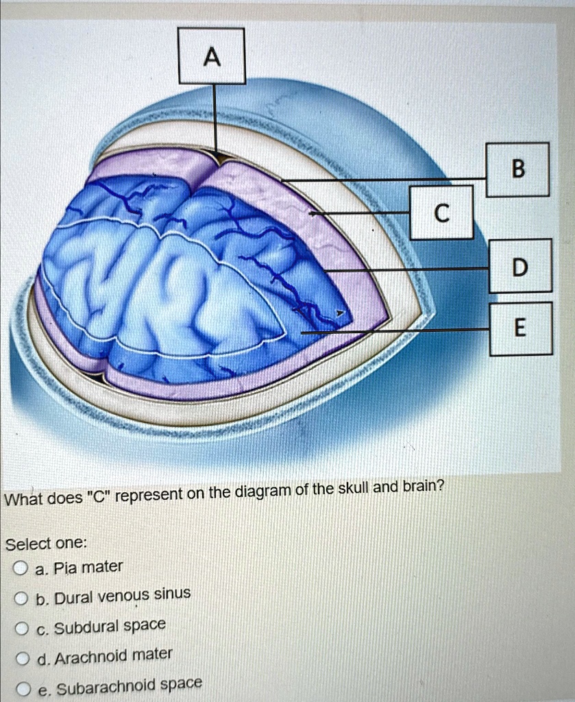 What does " C " represent on the diagram of the skull and brain? Select one: a. Pia mater b ...