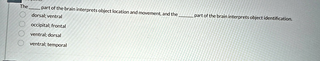 The part of the brain interprets object location and movement, and the part of the brain ...
