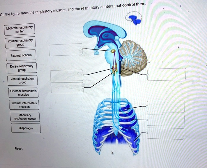 SOLVED: On the figure, label the respiratory muscles and the ...