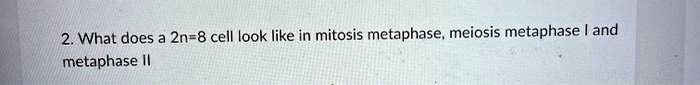 2 what does 2n 8 cell look like in mitosis metaphase meiosis metaphase ...