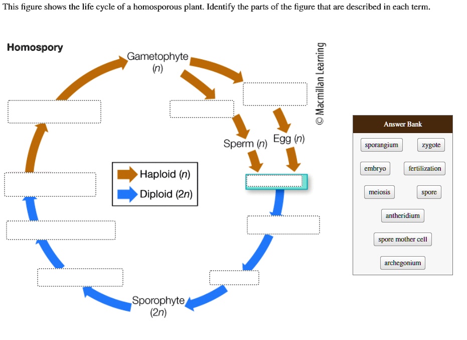 This figure shows the life cycle of a homosporous plant. Identify the ...