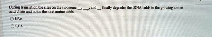 SOLVED: During translation, the sites on the ribosome acid chain hold ...