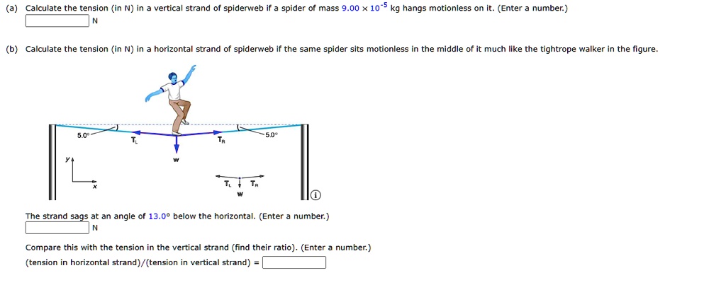 Calculate the tension (in N) in vertical strand of spiderweb spider ...
