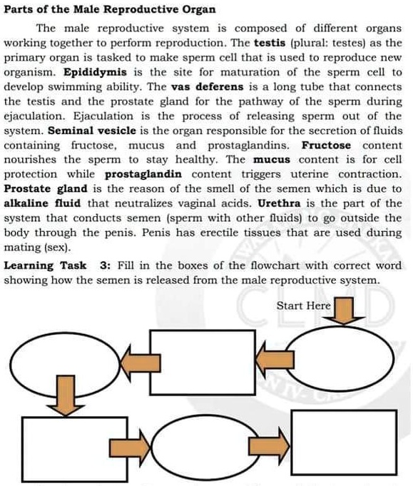 Parts of the Male Reproductive Organ The male reproductive system is ...