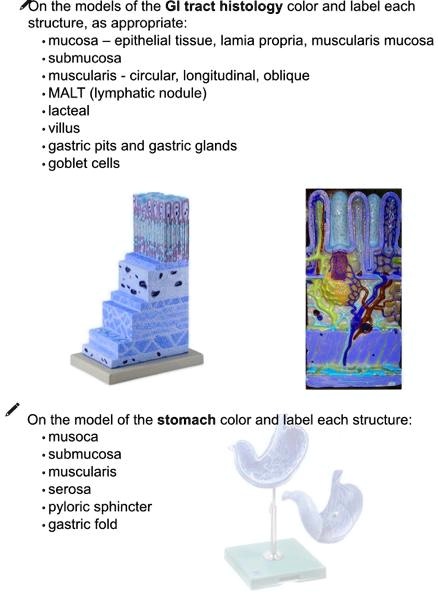 SOLVED: Texts: The models of the GI tract histology - color and label ...