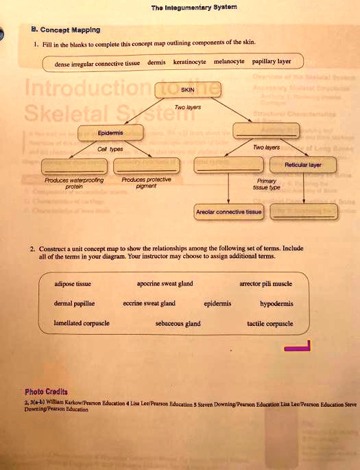 SOLVED: The Integumentary System B. Concept Mapping 1. Fill in the blanks to complete this ...