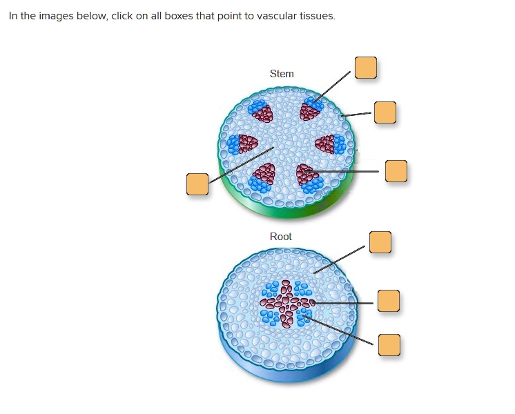 SOLVED: In the images below, click on all boxes that point to vascular ...
