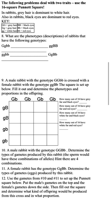 SOLVED:The following problems deal with two traits the 16-square ...