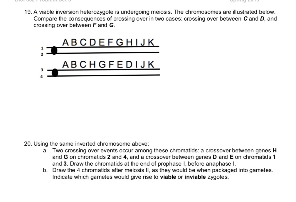 19. A viable inversion heterozygote is undergoing meiosis. The ...