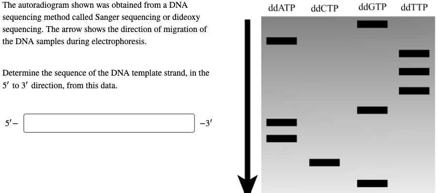SOLVED: The autoradiogram shown was obtained from a DNA sequencing ...