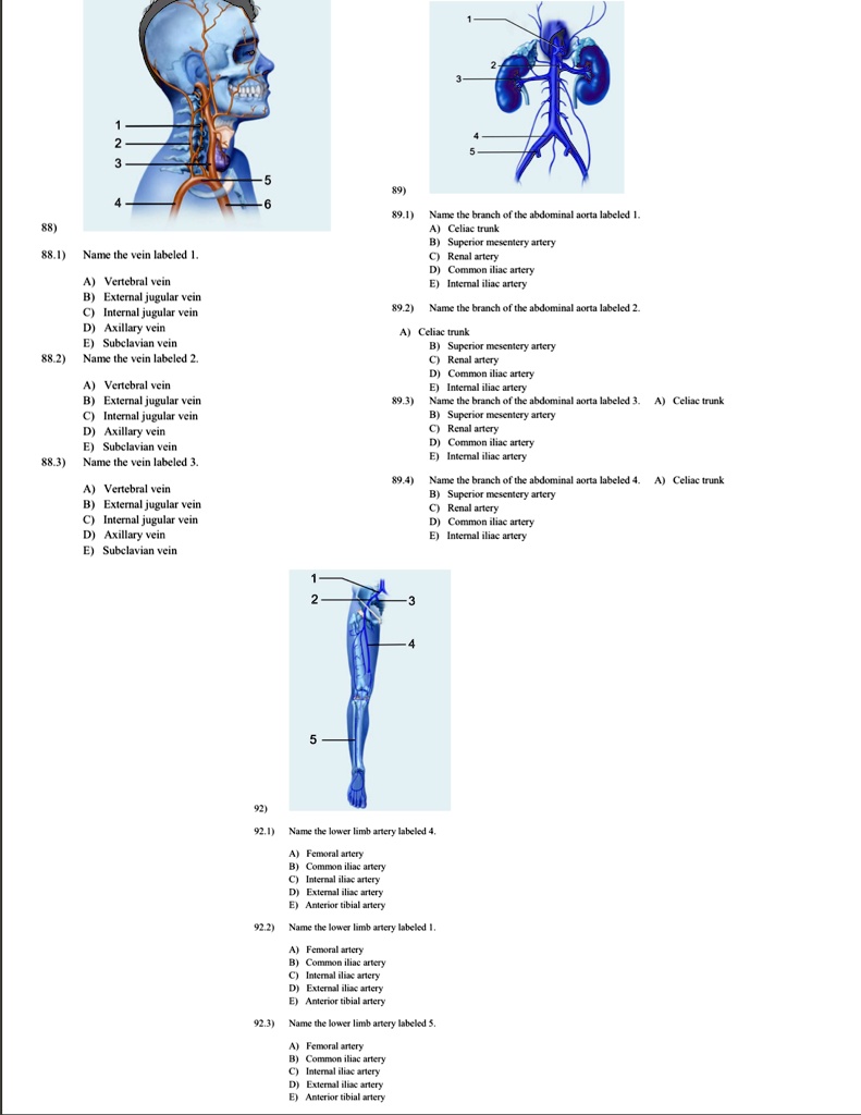 88) 88.1) Name the vein labeled 1. A) Vertebral vein B)...