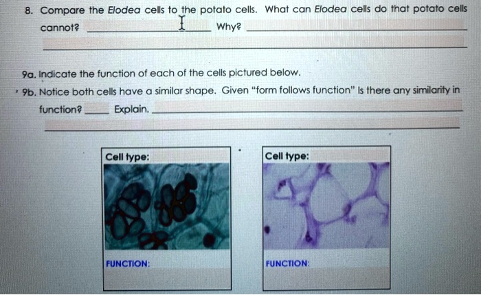 compare the elodea cells to ihe potato cells what can elodea cells do ...