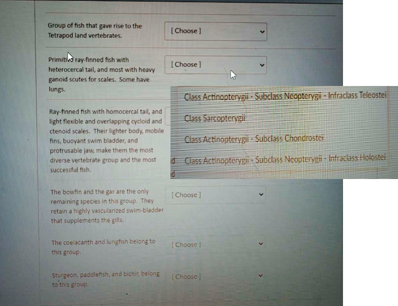 SOLVED: Group of fish that gave rise to the Tetrapod land vertebrates ...