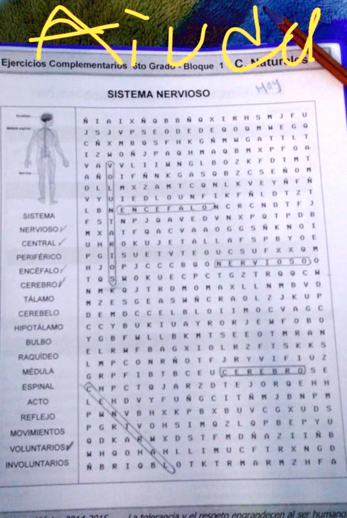 me pueden ayudar con la sopa de letras del sistema nervioso por favor ejercicios complementarius ...