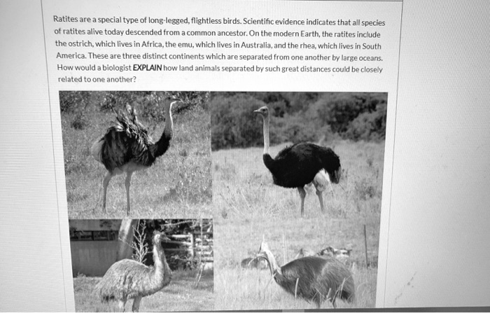 SOLVED: Ratites are special type of long legged, flightless birds ...