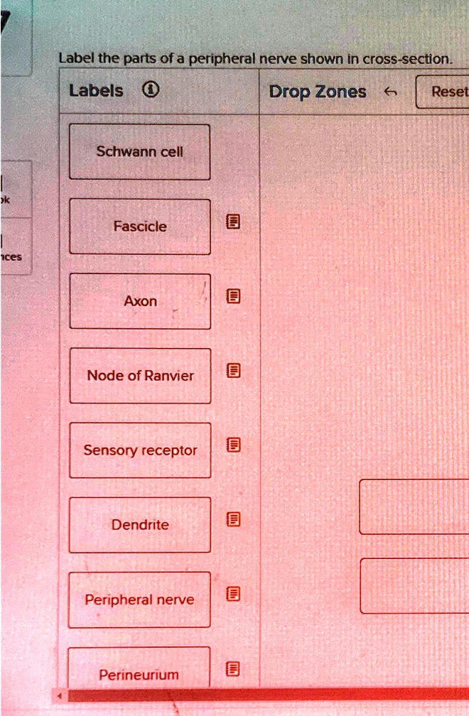 Label the parts of a peripheral nerve shown in cross-section. Labels Schwann cell Fascicle Axon ...