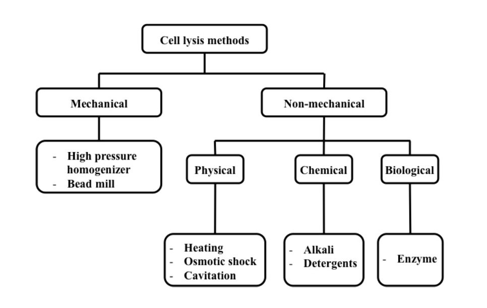 SOLVED: Cell lysis methods Mechanical Non-mechanical High pressure ... SOLVED: Cell lysis methods Mechanical Non-mechanical High pressure ...