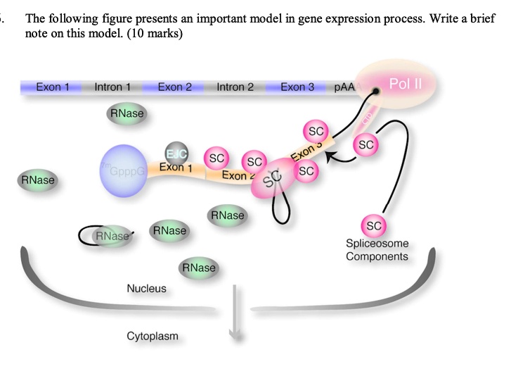 The following figure presents an important model in gene expression ...