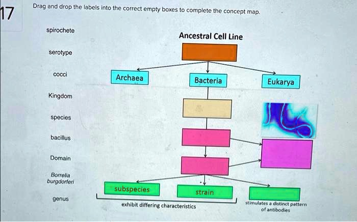 17 Drag and drop the labels into the correct empty boxes to complete the concept map. spirochete ...