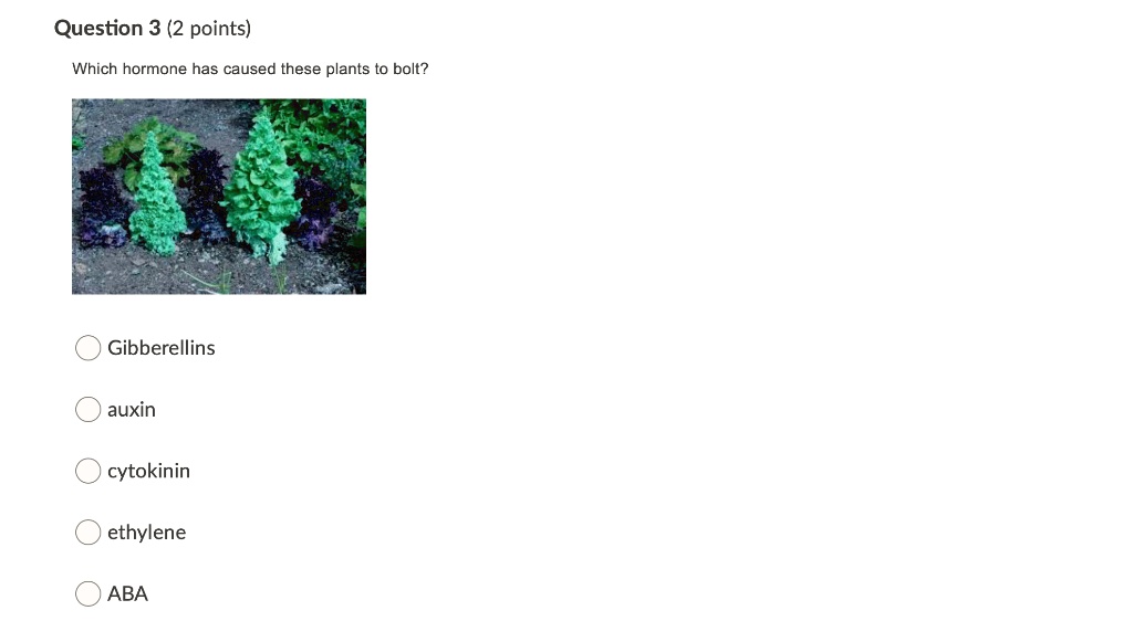 SOLVED: Question 3 (2 points) Which hormone has caused these plants to ... SOLVED: Question 3 (2 points) Which hormone has caused these plants to ...