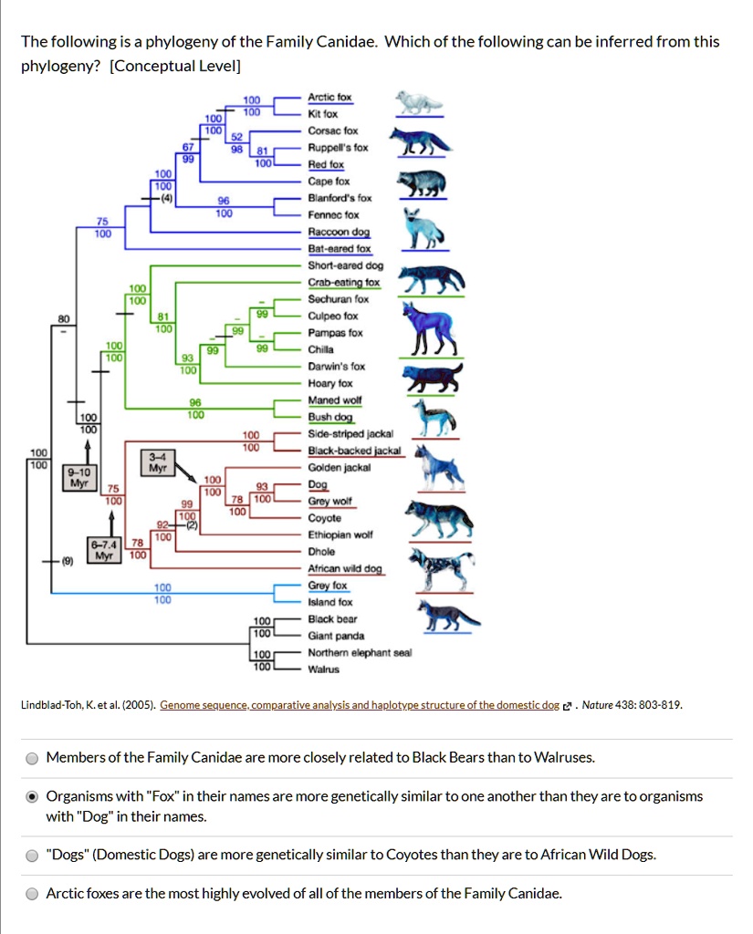 the following is phylogeny of the family canidae which of the following ...