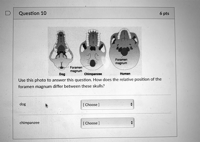 SOLVED: Foramen Magnum Foramen Magnum Dog Chimpanzee Human Use this ...