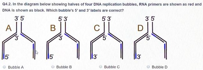 Q4.2. In the diagram below showing halves of four DNA replication ...