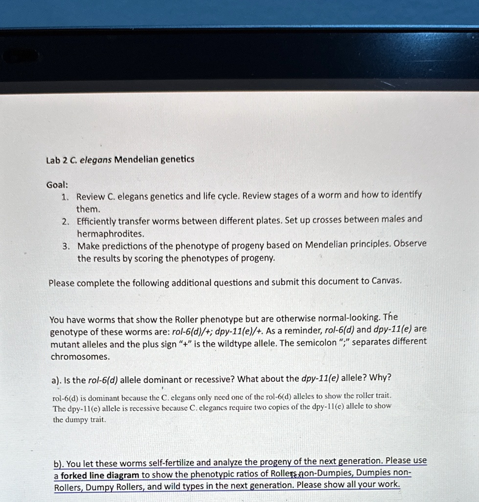 lab 2 c elegans mendelian genetics goal 1 review c elegans genetics and life cycle review stages ...